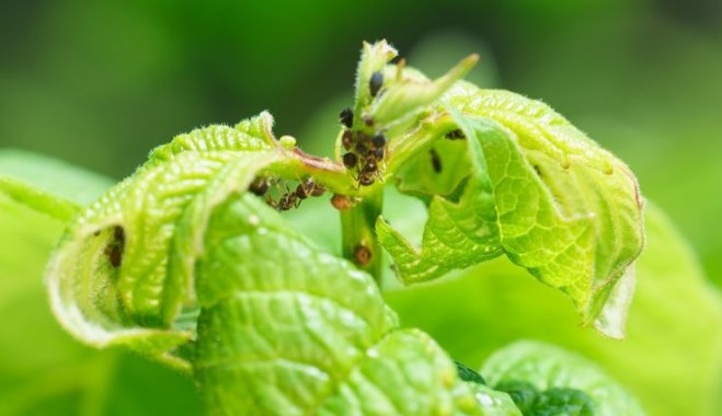 Ar kanēli pret laputīm - aromātiskākais cīnīšanās veids
