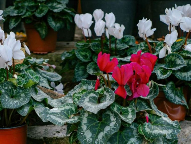 Ļoti interesants veids, kā pavairot alpu vijolītes mājās: vajadzīga ...